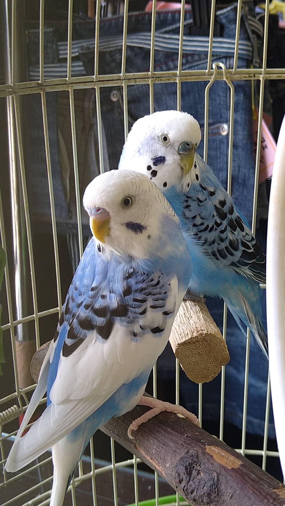 古着からデニムリメイクまで『古着屋REVIVE』 - KTQUEST｜福岡・北九州のおでかけ情報サイト