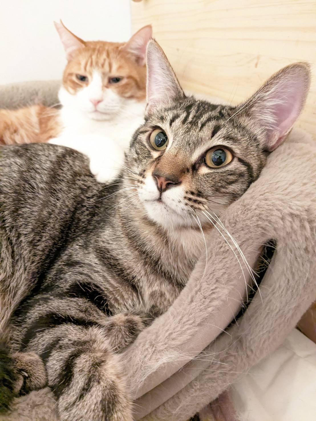 保護猫シェルター『犬と猫のカフェ 有吉工務店』 - KTQUEST｜福岡・北九州のおでかけ情報サイト