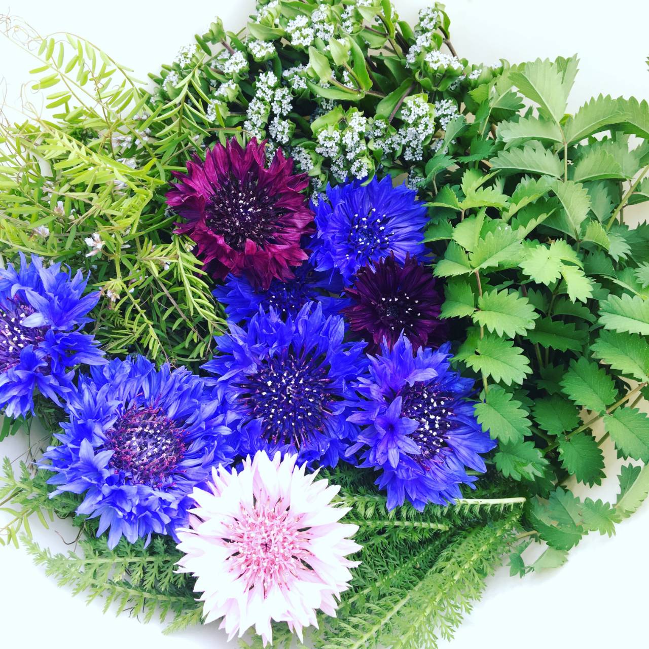 エディブルフラワーの企画販売『ガーデンアルテ』 - KTQUEST｜福岡・北九州のおでかけ情報サイト